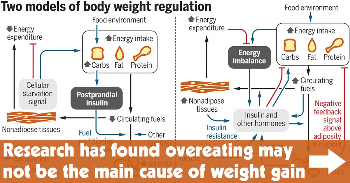 Research Has Found Overeating May Not Be the Main Cause of Weight Gain